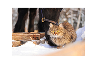 Antibody Manufacturing and Cardiac Marker Production | HyTest Ltd.